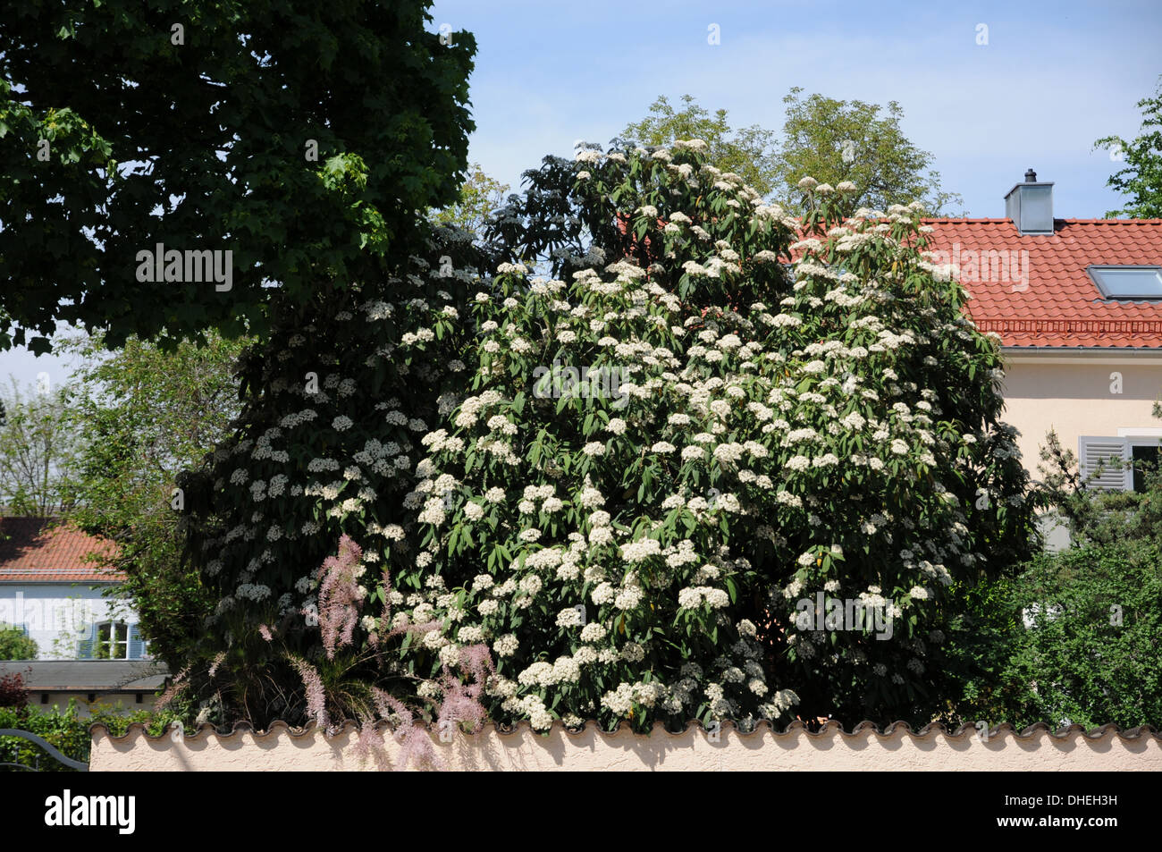 Leatherleaf viburnum Banque de photographies et d’images à haute ...