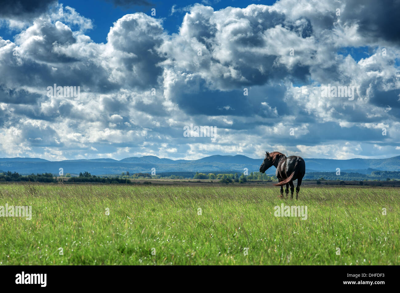 Cheval vert Banque de photographies et d’images à haute résolution - Alamy