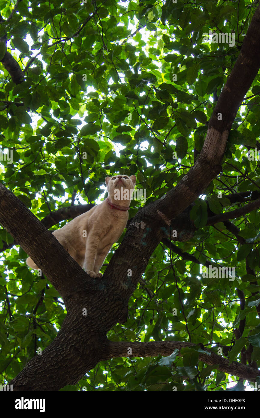 Beau chat Banque de photographies et d’images à haute résolution - Alamy