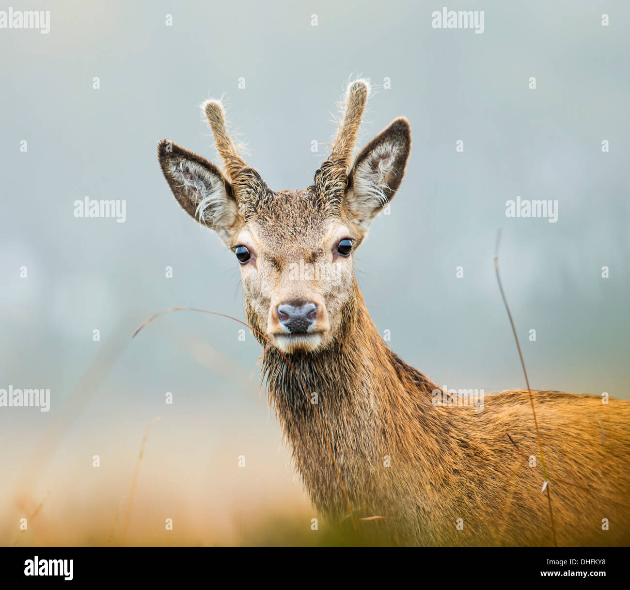 Jeune cerf Banque de photographies et d’images à haute résolution - Alamy