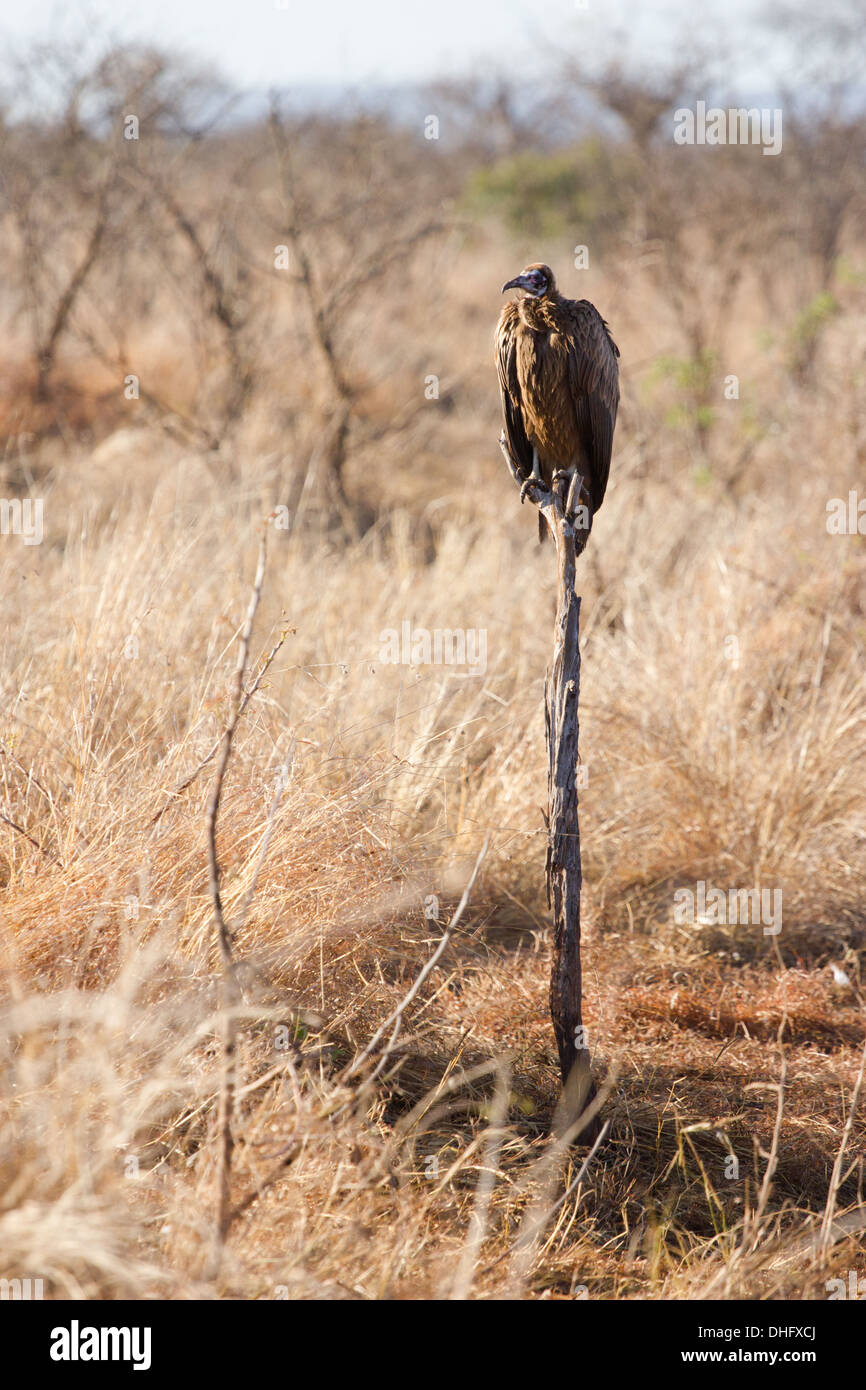 Perche blanche Banque de photographies et d’images à haute résolution ...