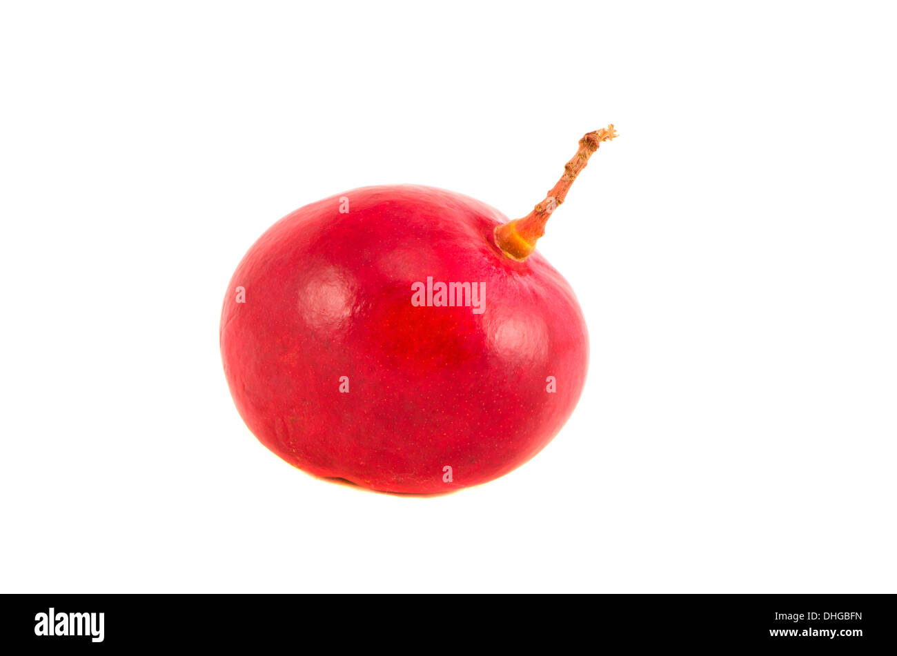 Mangue rouge Banque de photographies et d’images à haute résolution - Alamy