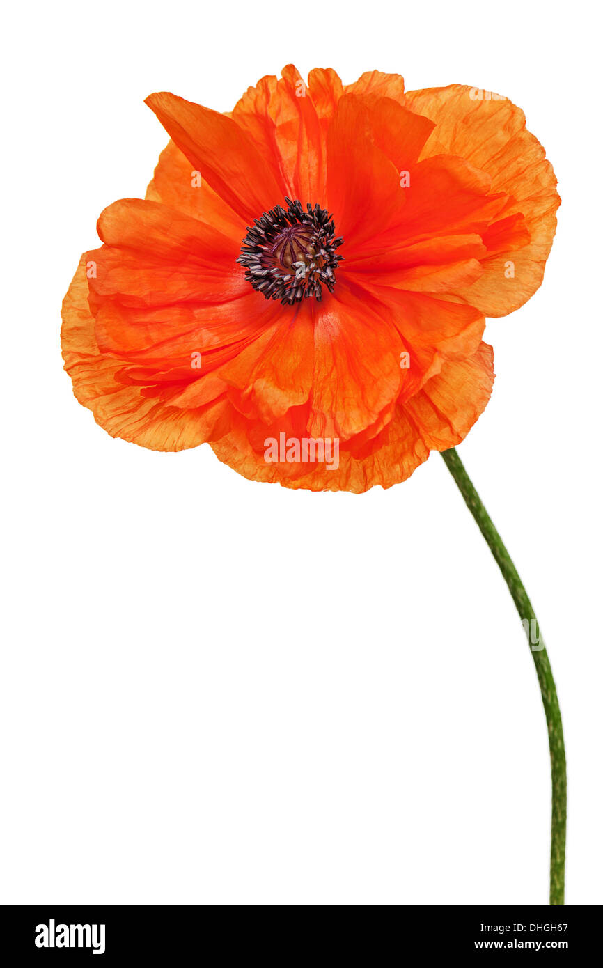 Coquelicot rouge sur fond blanc Banque de photographies et d’images à ...