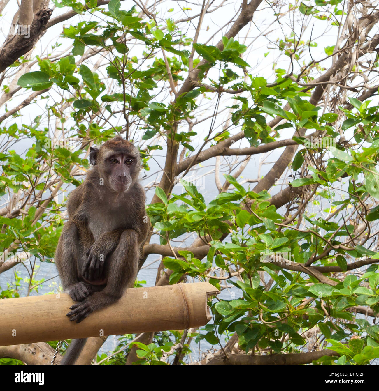 Arbre de singe Banque de photographies et d’images à haute résolution ...