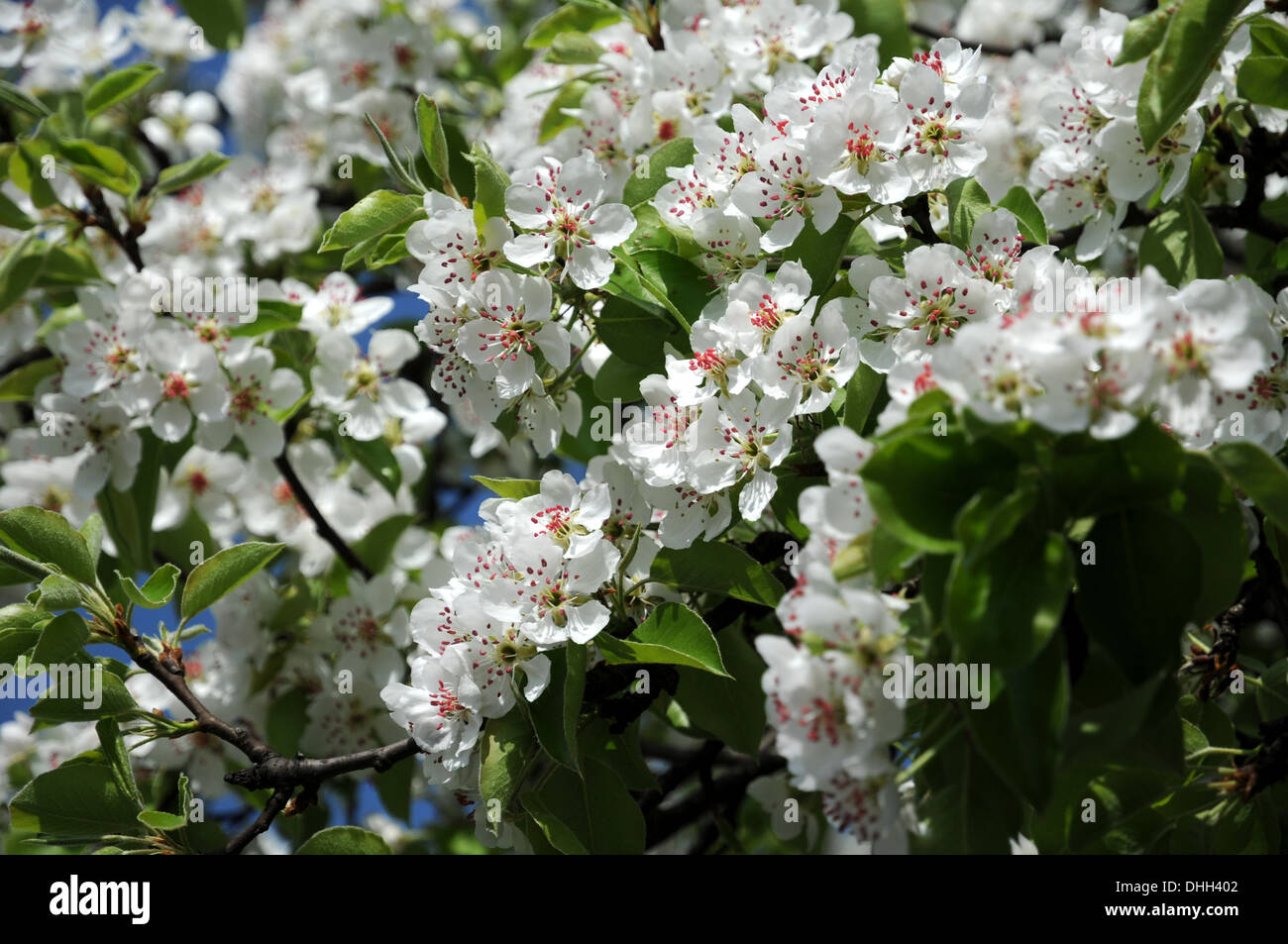 Fleurs de poirier Banque de photographies et d’images à haute ...