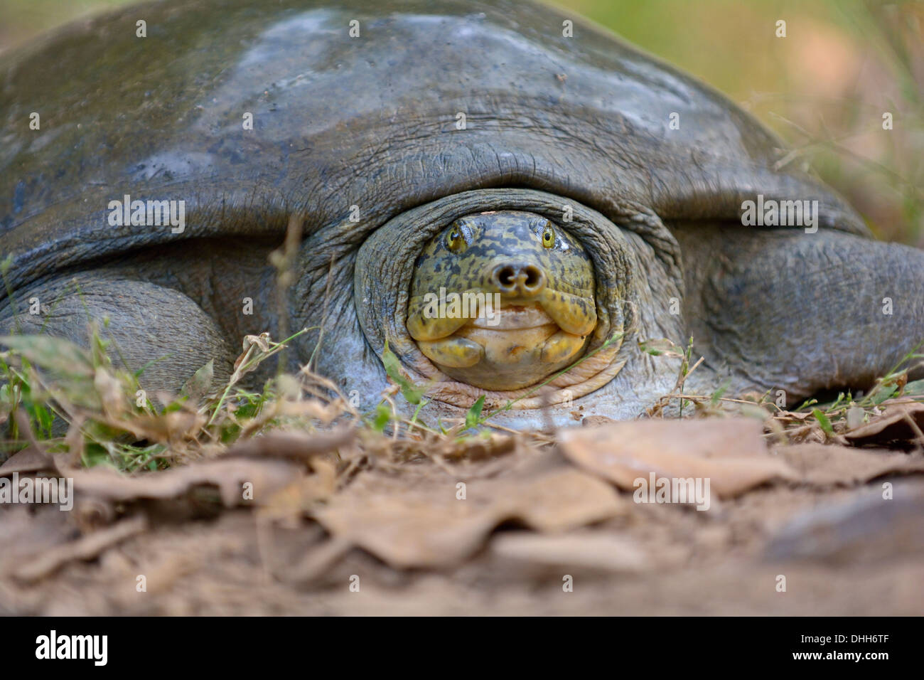Tortue softshell indienne Banque de photographies et d’images à haute ...