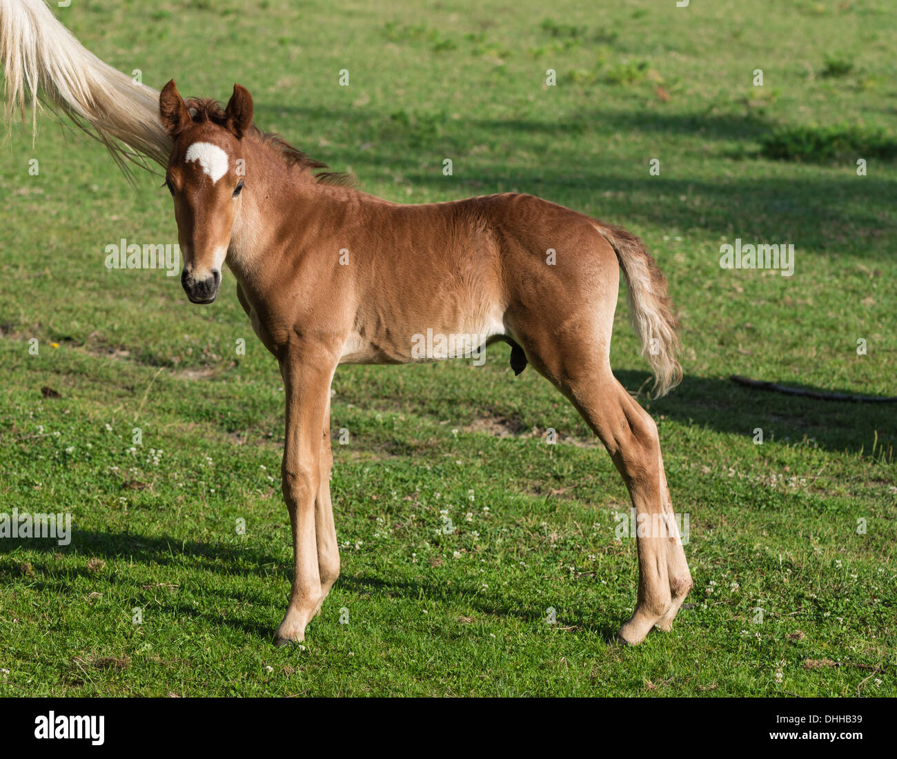 Baby horse Banque de photographies et d’images à haute résolution - Alamy