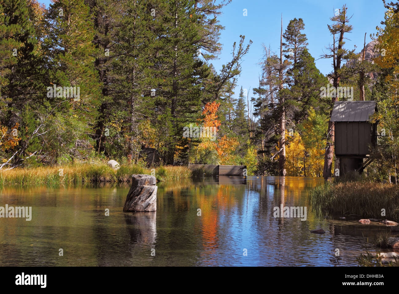 Forêt bleue Banque de photographies et d’images à haute résolution - Alamy