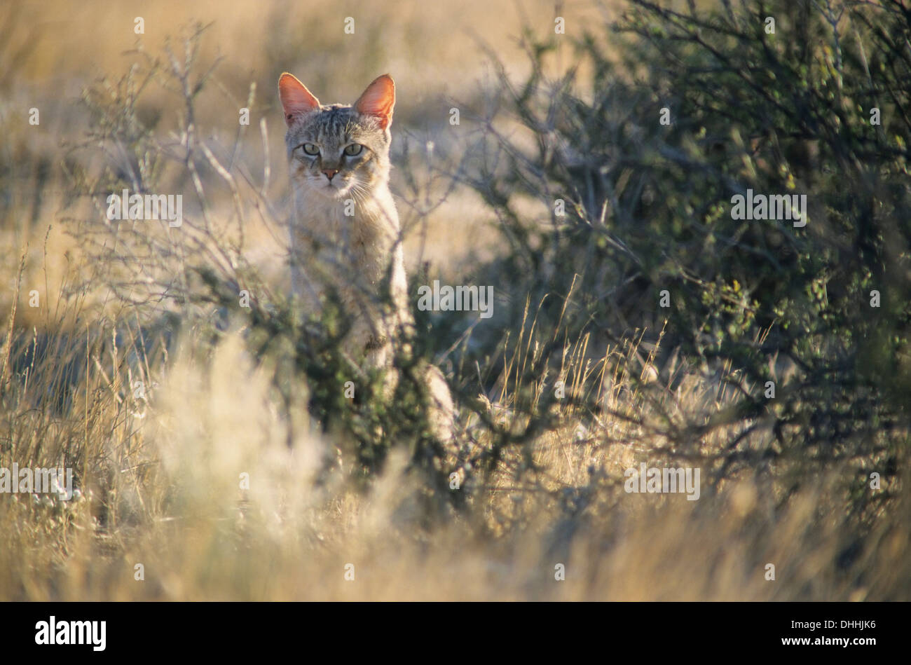 African wildcat felis lybica Banque de photographies et d’images à ...