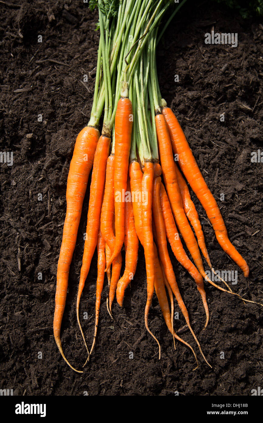 Carottes avec de la terre Banque de photographies et d’images à haute ...
