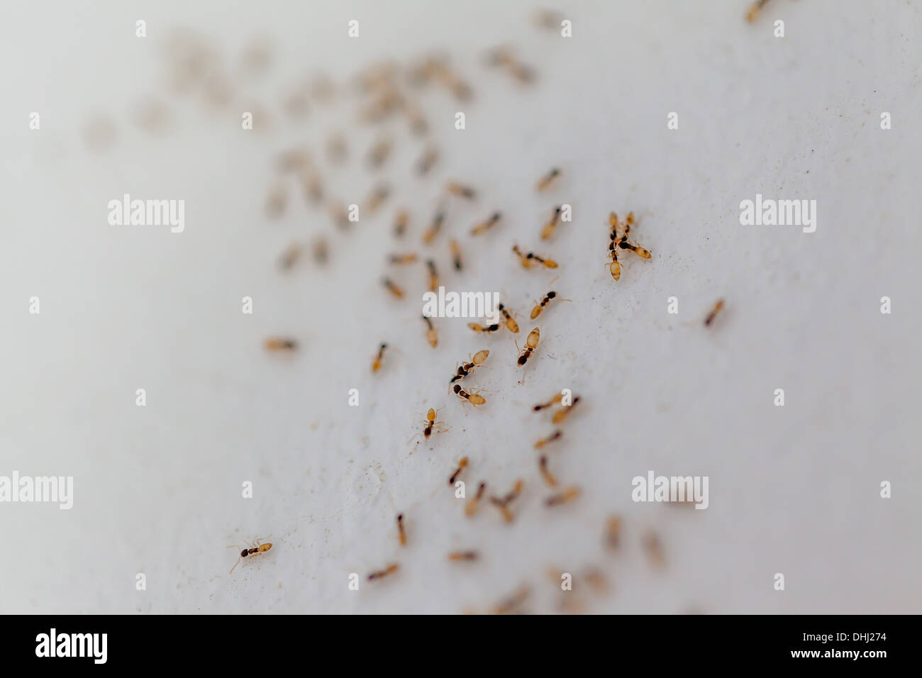 Insectes minuscules Banque de photographies et d’images à haute ...