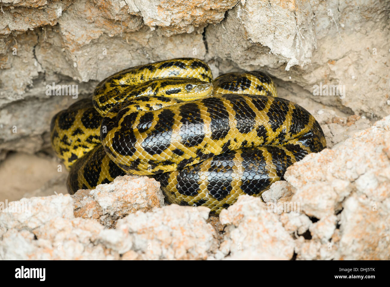 Image anaconda Banque de photographies et d’images à haute résolution ...