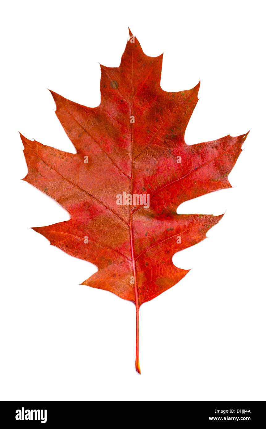 Feuille de chene Banque de photographies et d’images à haute résolution ...