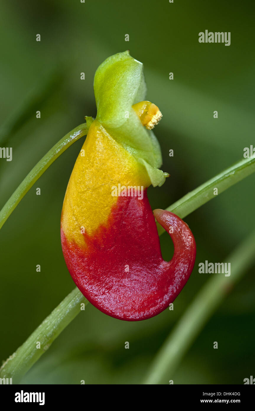 Rouge congo Banque de photographies et d’images à haute résolution - Alamy