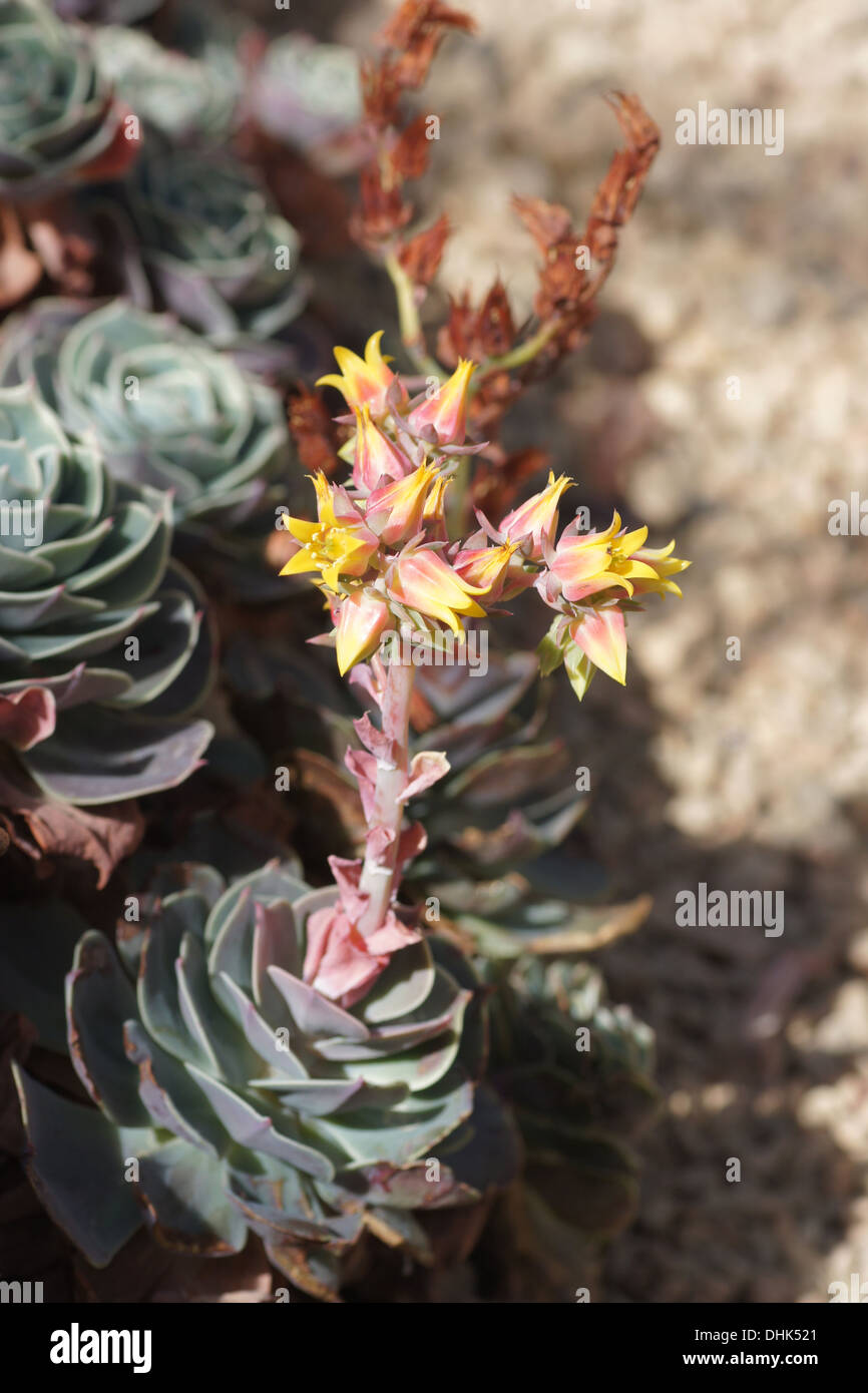 Echeveria glauca Banque de photographies et d’images à haute résolution - Alamy