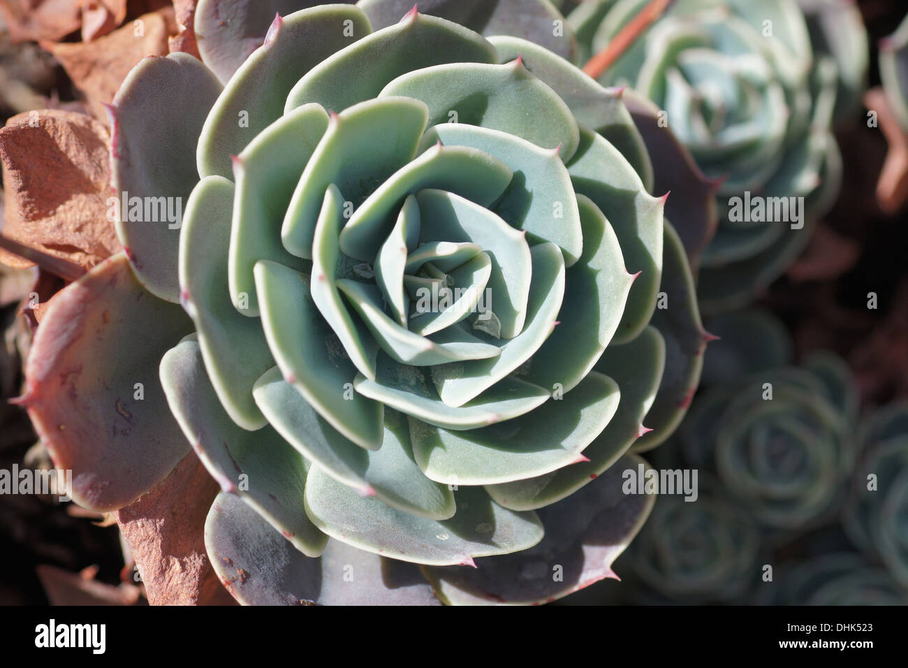 Echeveria glauca Banque de photographies et d’images à haute résolution - Alamy