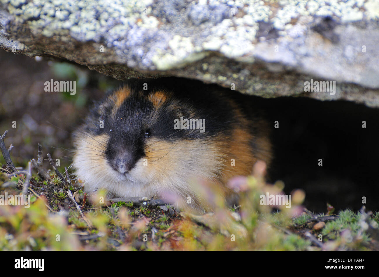 Real lemmings Banque de photographies et d’images à haute résolution ...