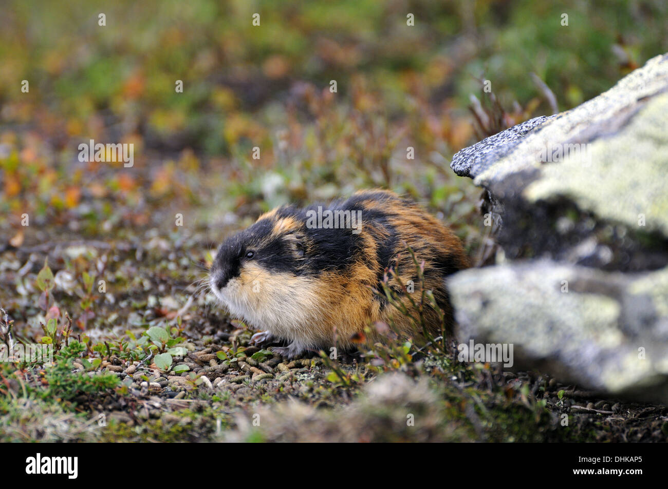 Real lemmings Banque de photographies et d’images à haute résolution ...