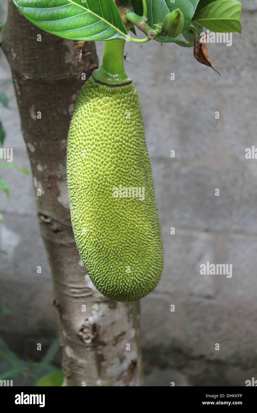 Jack fruit Banque de photographies et d’images à haute résolution - Alamy