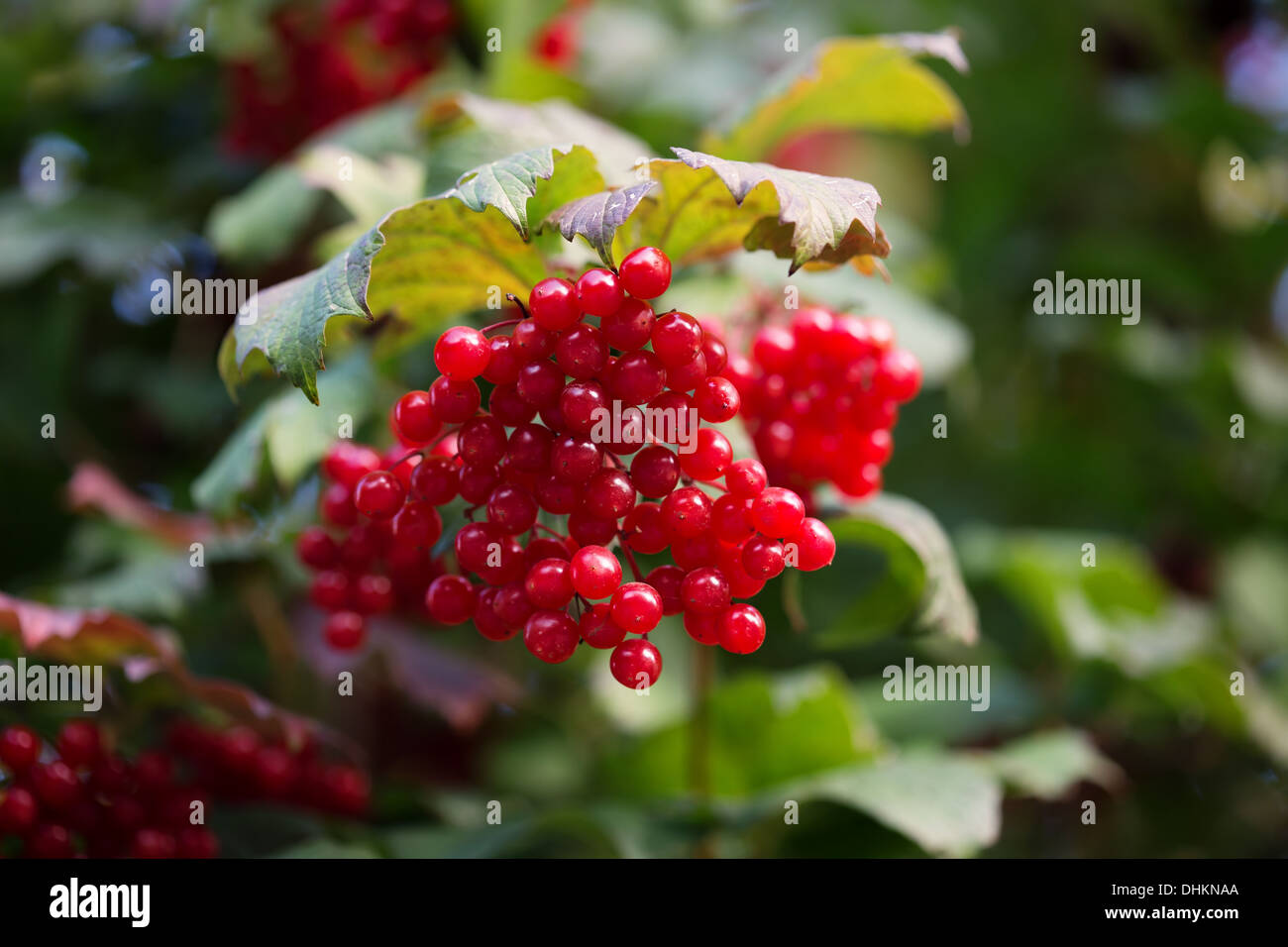 Fond viburnum Banque de photographies et d’images à haute résolution ...