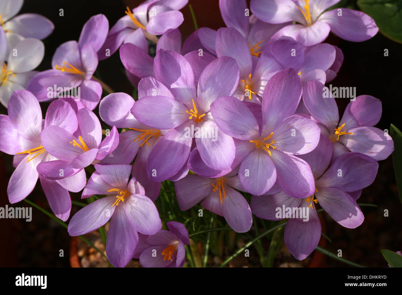 Crocus rose Banque de photographies et d’images à haute résolution - Alamy