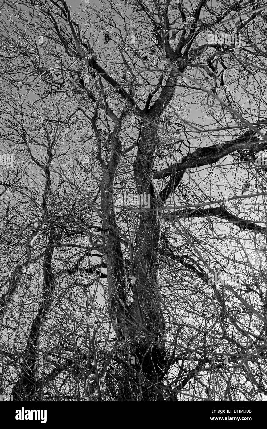 Arbuste arbre Banque d'images noir et blanc - Alamy