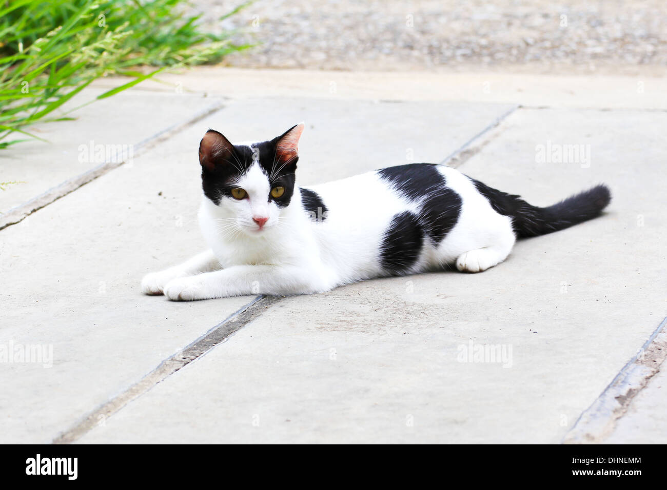 Black thai Banque de photographies et d’images à haute résolution - Alamy