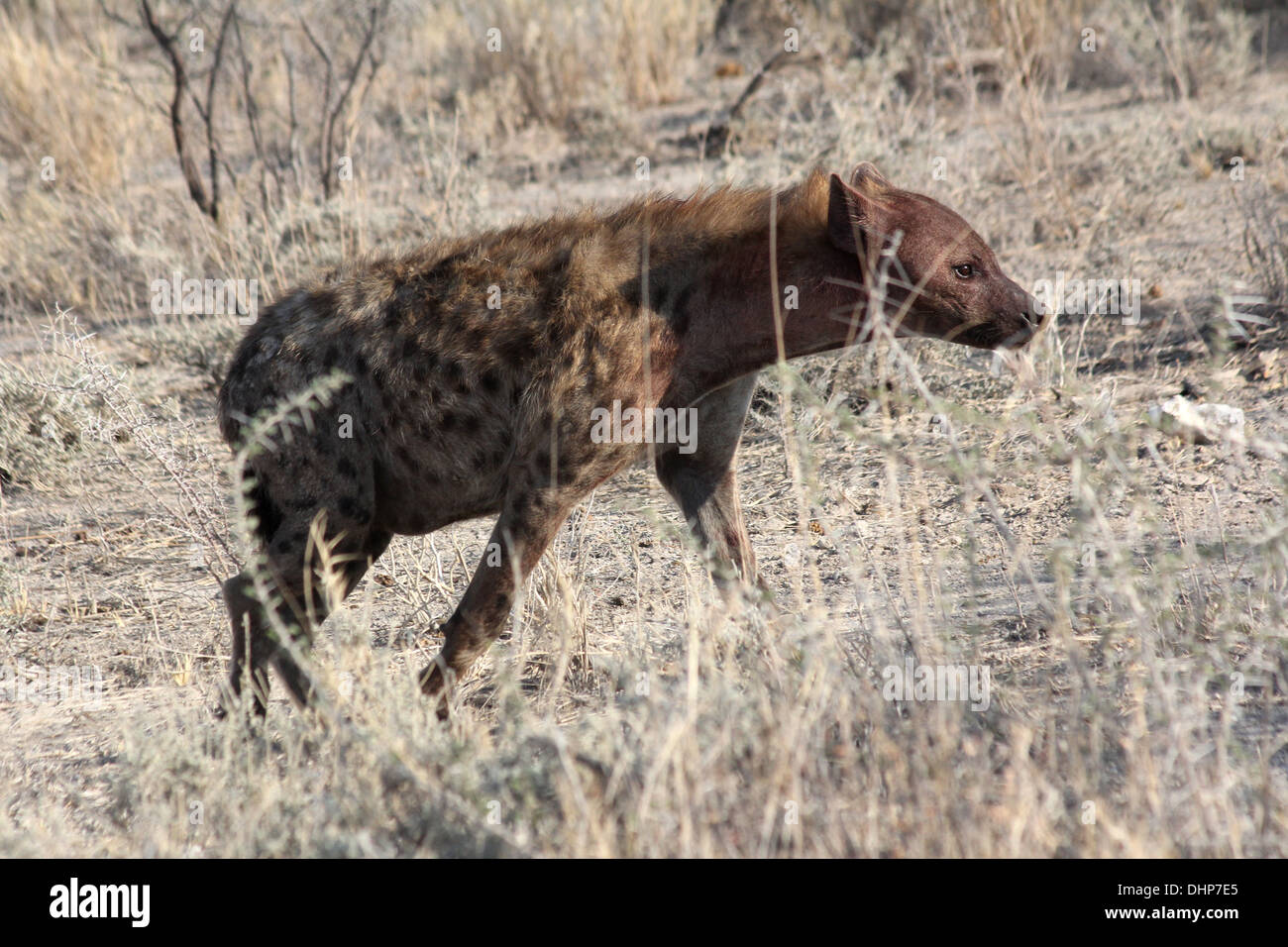 Hyène et eau Banque de photographies et d’images à haute résolution - Alamy