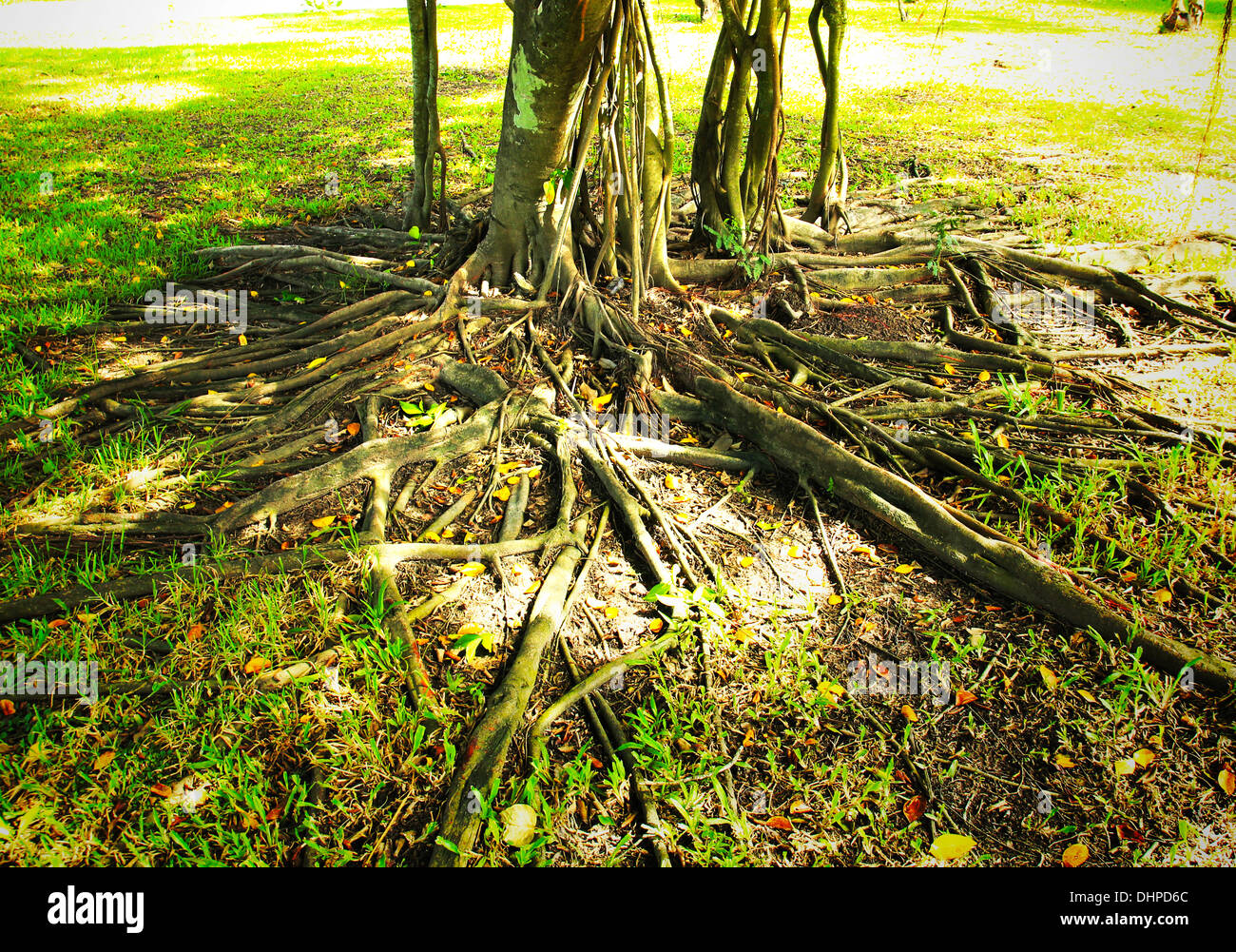 Arbre de racines Banque de photographies et d’images à haute résolution ...
