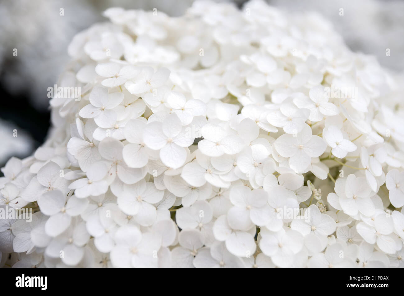 Hortensia paniculata blanc Banque de photographies et d’images à haute ...