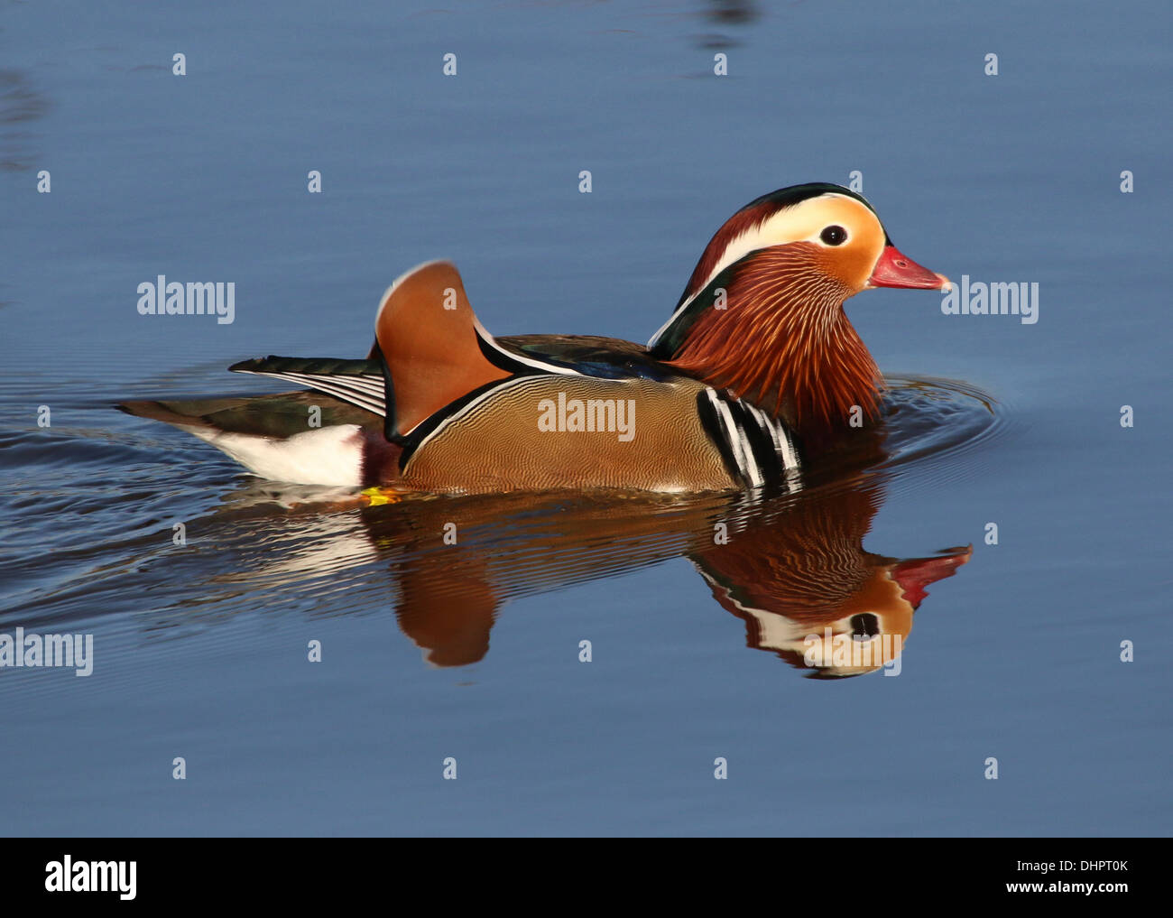 Criard flashy Banque de photographies et d’images à haute résolution ...