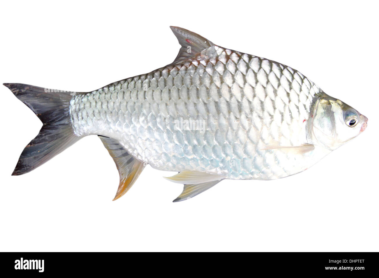 Poissons sur fond blanc Banque de photographies et d’images à haute ...