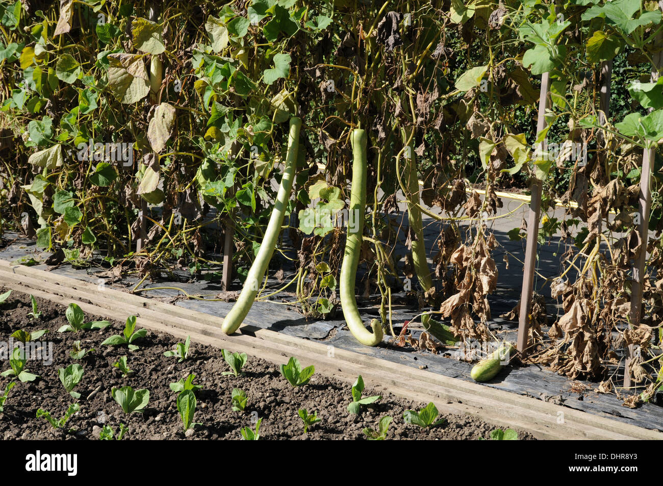 Lagenaria vulgaris Banque de photographies et d’images à haute ...