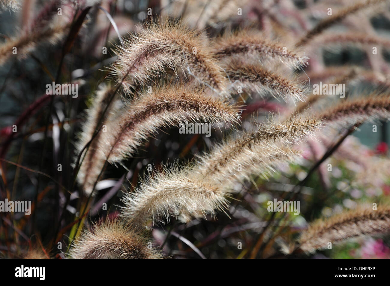 Purple fountain grass Banque de photographies et d’images à haute ...