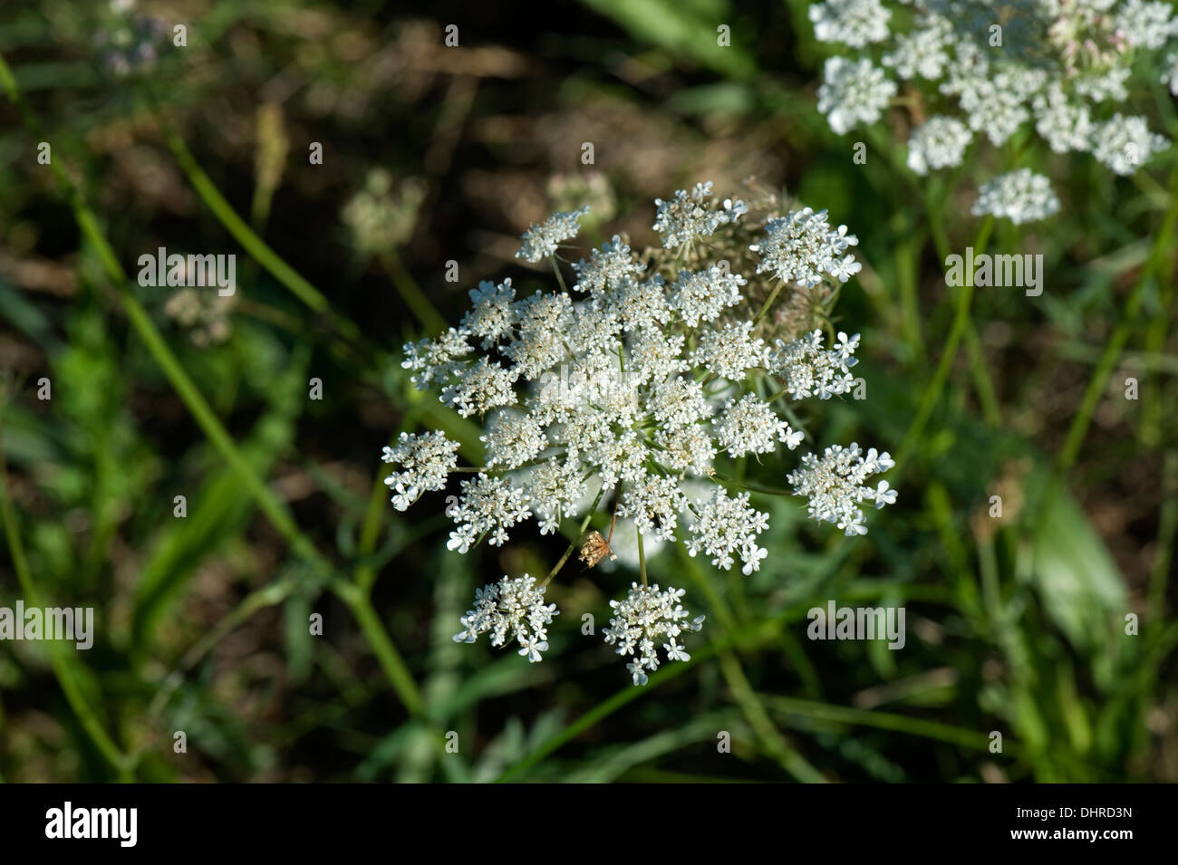 Carotte sauvage daucus carota Banque de photographies et d’images à ...