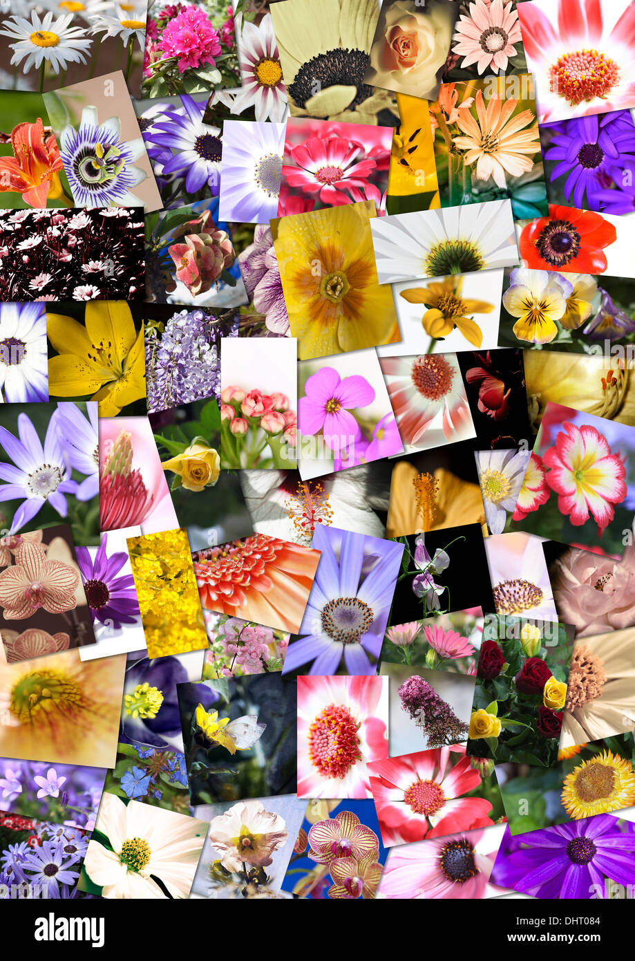 Affiche fleur Banque de photographies et d’images à haute résolution ...