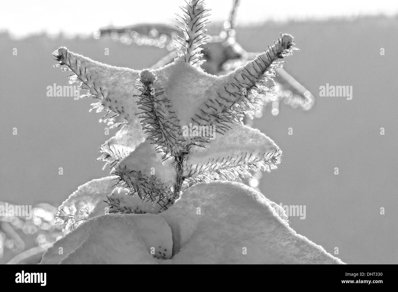 Bosquet de sapin Banque d'images noir et blanc - Alamy