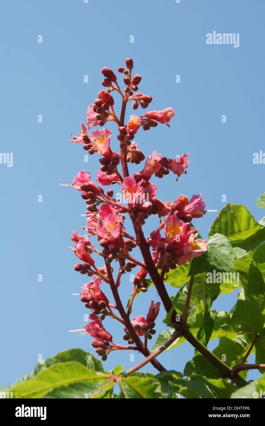Fleurs de marronnier rouge Banque de photographies et d’images à haute ...