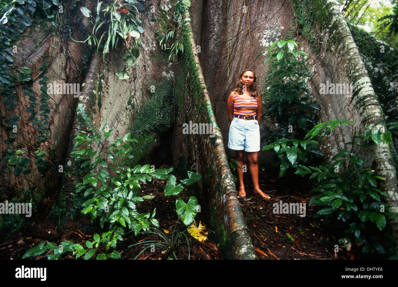 Grand arbre, forêt amazonienne, Belem, l'état de para, Amazonie, Brésil ...