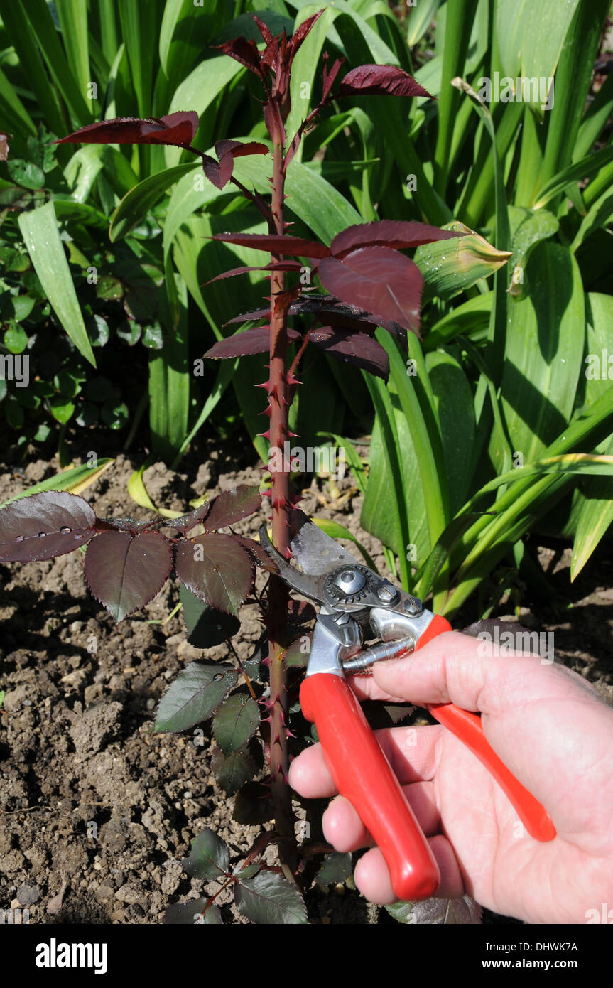 Roses hybrides Banque de photographies et d’images à haute résolution ...