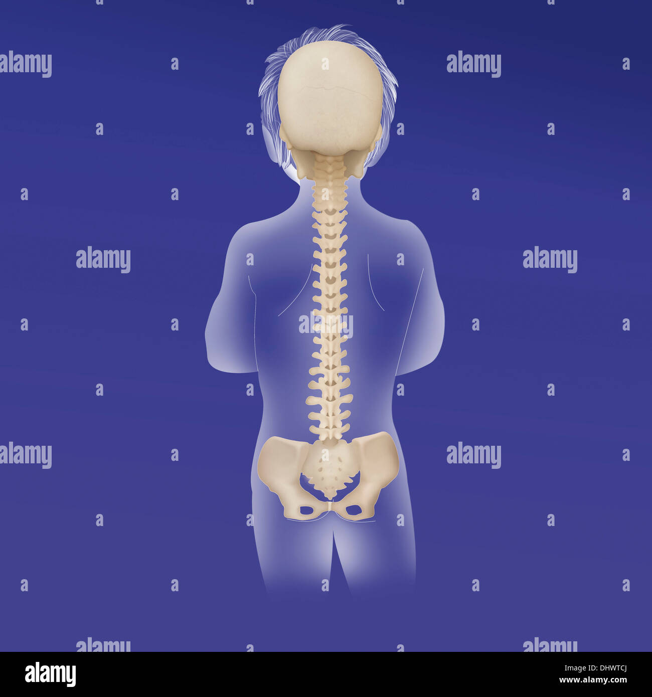 La colonne vertébrale, anatomie Photo Stock - Alamy