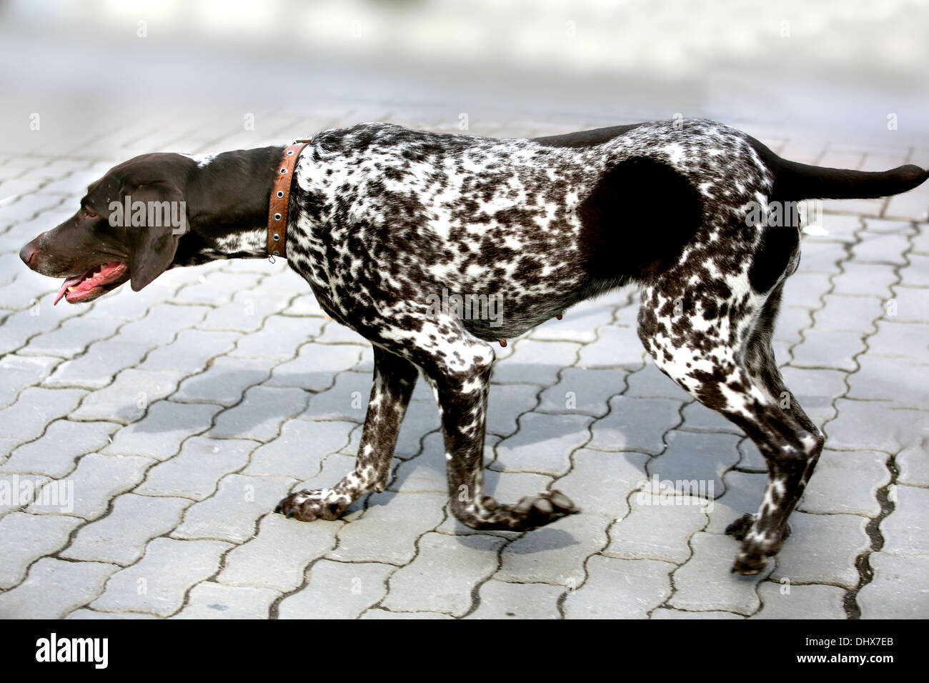 Coup de tête dalmatien Banque de photographies et d’images à haute ...
