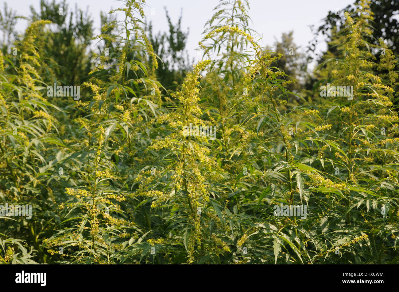 Datisca cannabina Banque de photographies et d’images à haute résolution - Alamy