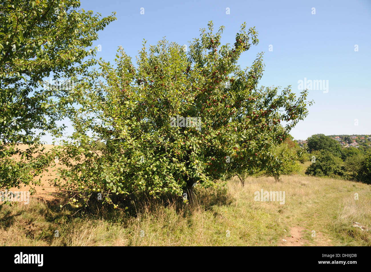 Cr sauvage Banque de photographies et d’images à haute résolution - Alamy