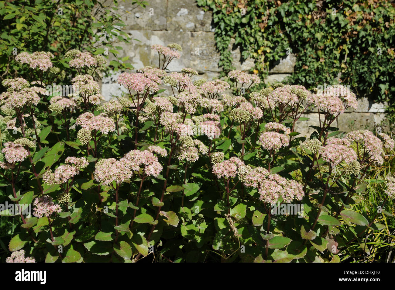 Hylotelephium telephium Banque de photographies et d’images à haute ...