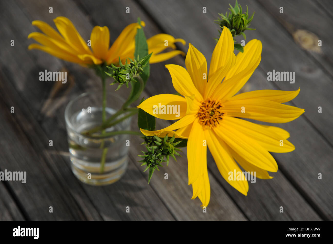 Fleur de sunroot Banque de photographies et d’images à haute résolution ...