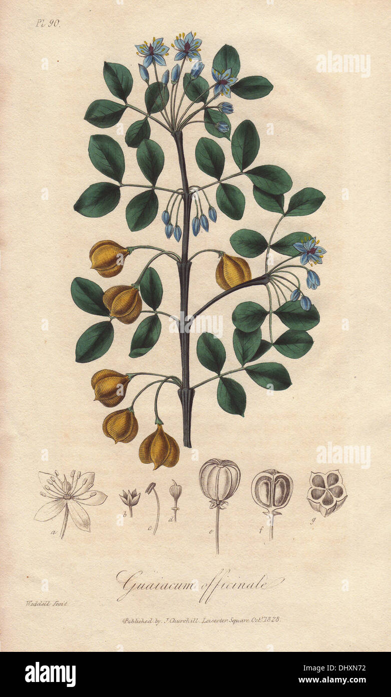 Lignum vitae tree Banque de photographies et d’images à haute ...