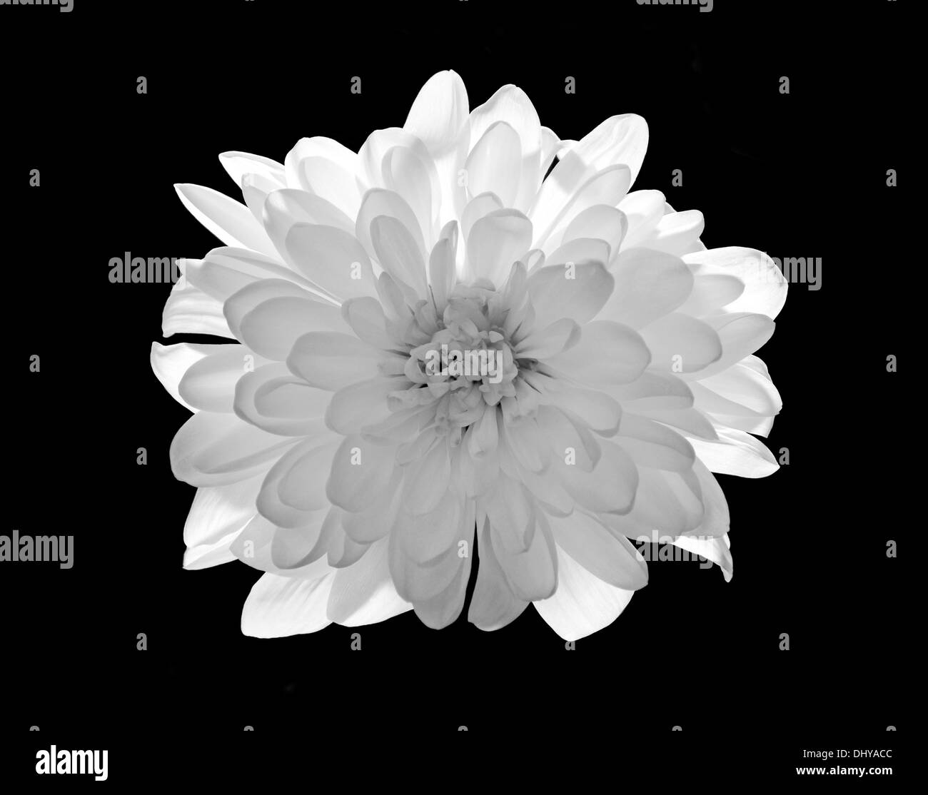 Fleur blanche sur fond noir Banque de photographies et d’images à haute résolution - Alamy