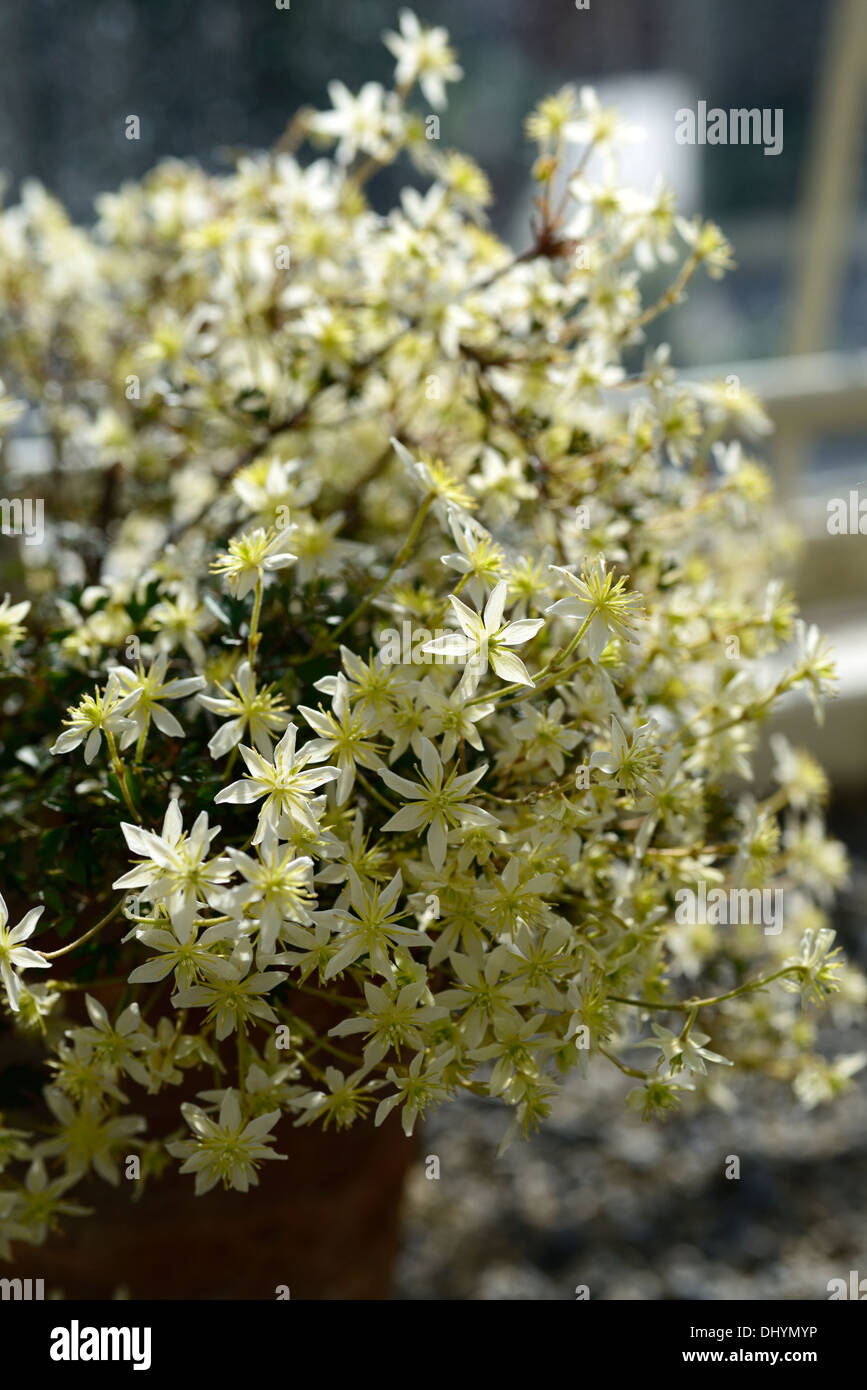 Clematis fleurs vert pâle lass lunaire portraits de plantes grimpantes ...