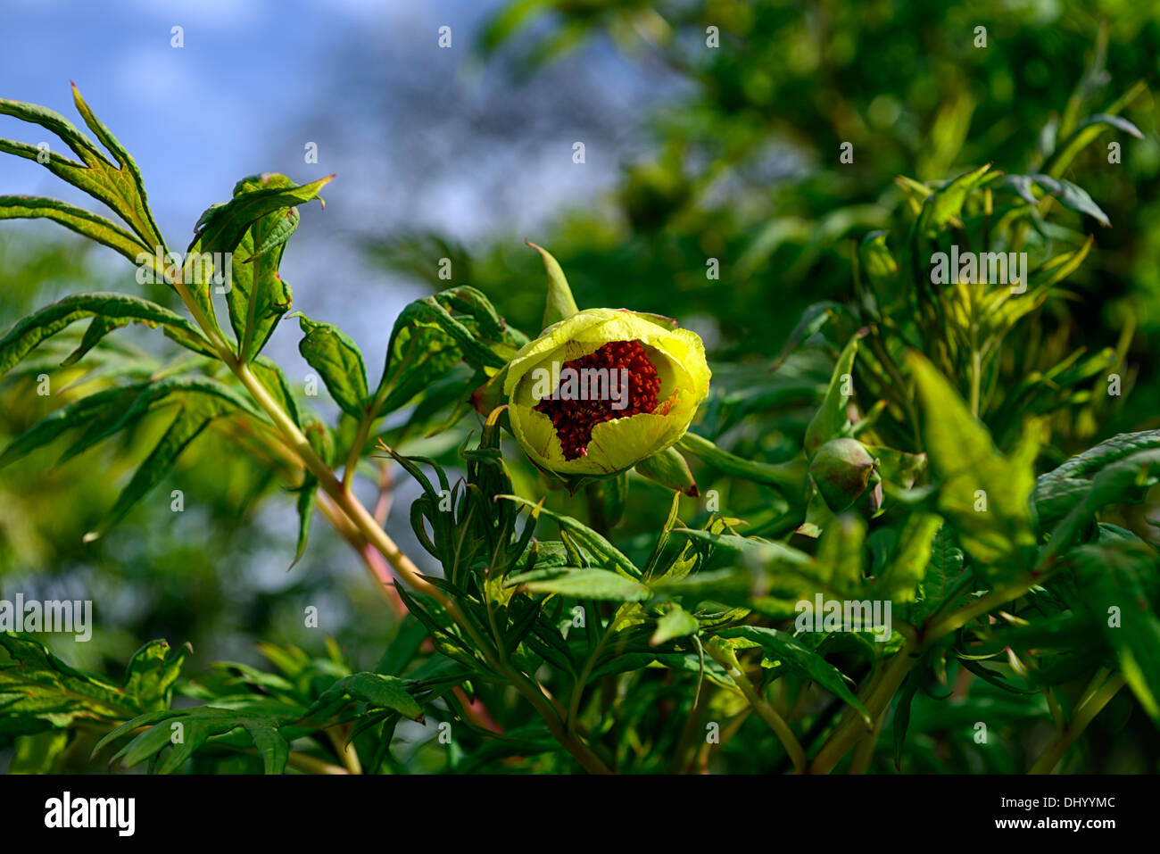 Paeonia delavayi anne rosse Banque de photographies et d’images à haute ...
